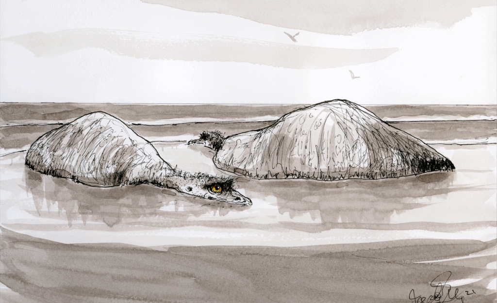 Samuel Cox reviews "Stories of the Tanganekald" illustrated by Jacob ...